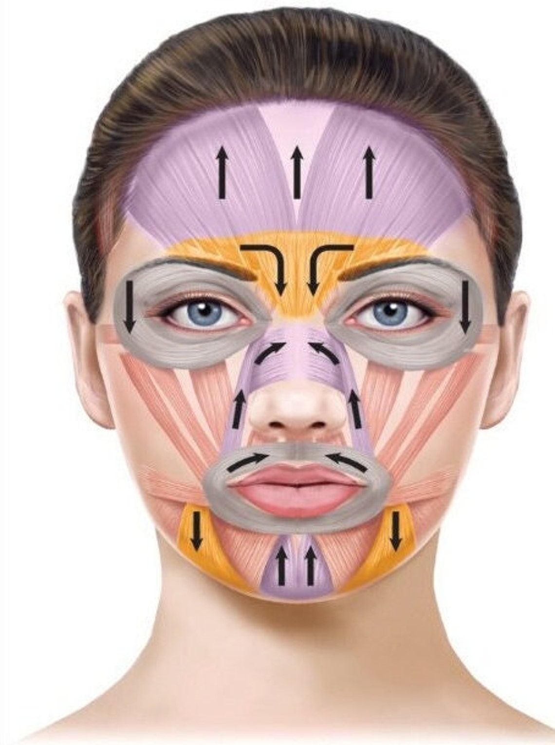Functional Anatomy of the Face. Facial Mimetic Muscles Digital - Etsy