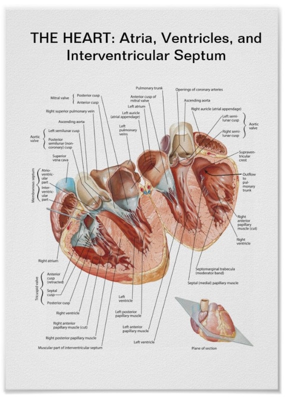 Atrioventricular Septum