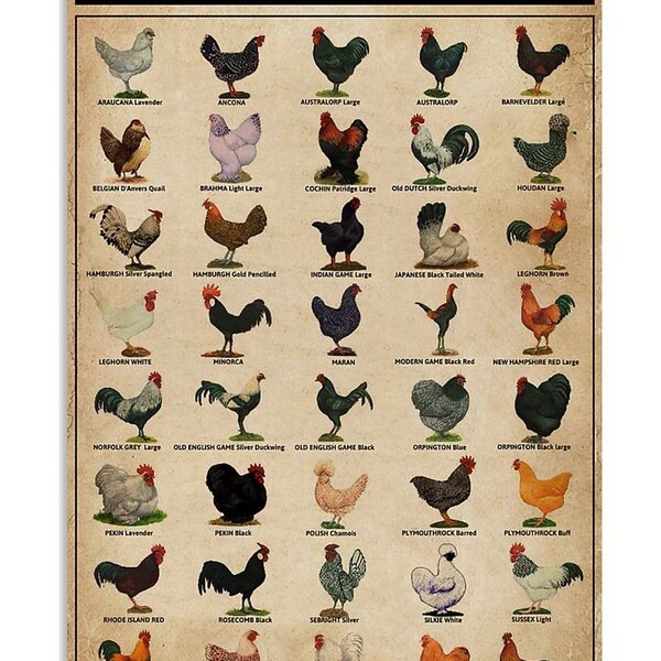 Chicken Poster - Etsy