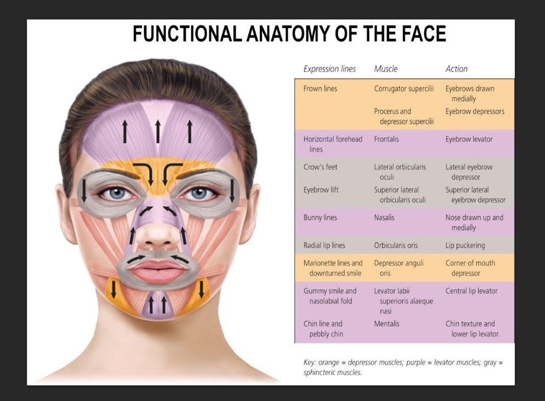 Functional Anatomy of the Face. Facial Mimetic Muscles Digital - Etsy ...