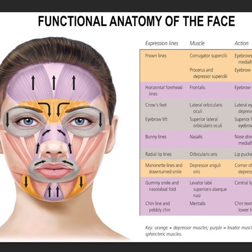 Functional Anatomy of the Face. Facial Mimetic Muscles Poster - Etsy UK