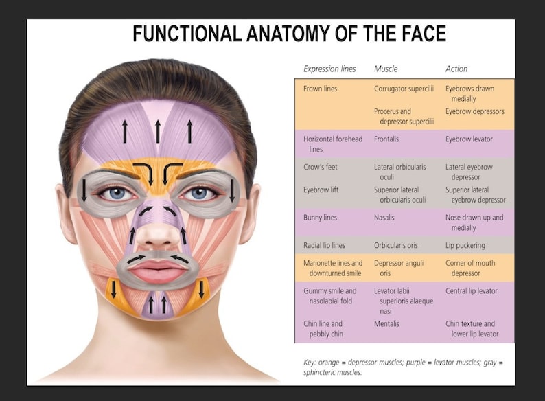 Anatomía funcional de la cara. Músculos miméticos faciales Póster ...