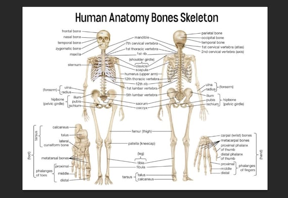 Orthopedic Skeleton