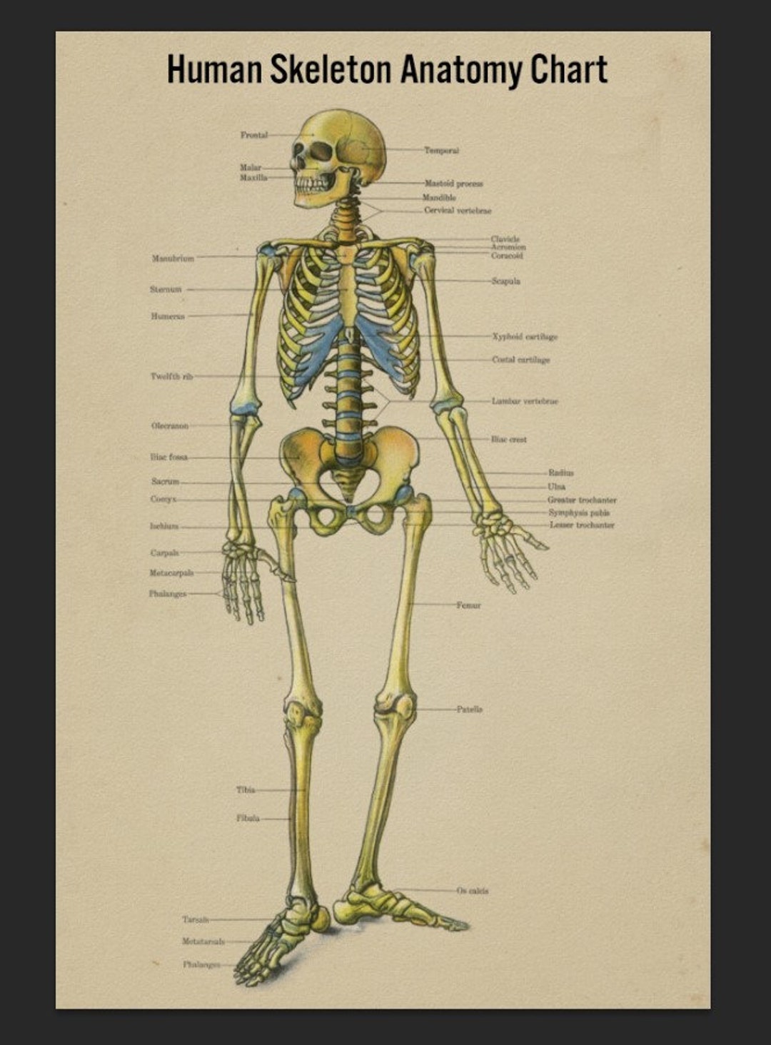 Vintage Human Skeleton Anatomy Chart Poster - Etsy UK