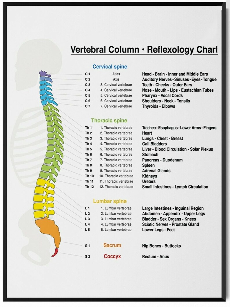 Vertebral Column Spine Reflexology Colourcode Organ Massage Anatomy ...