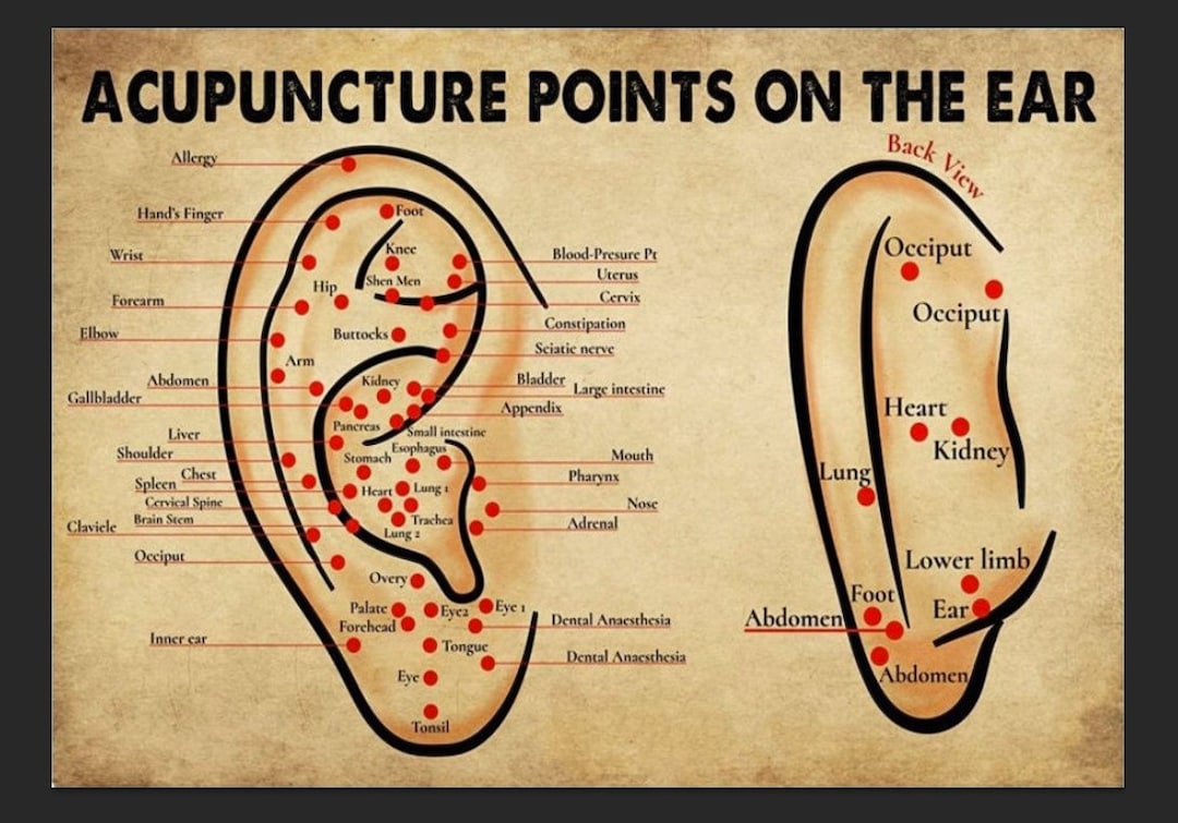 Acupuncture Points on the Ear Digital Download - Etsy UK