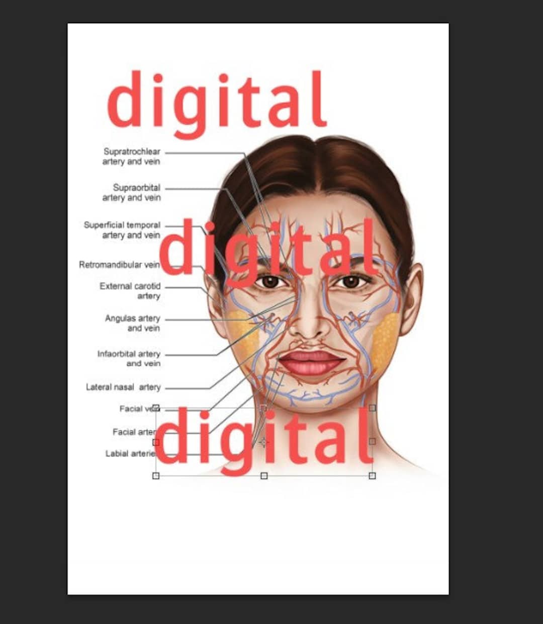 Face_anatomy_muscle_veins_detailed_1_digital - Etsy