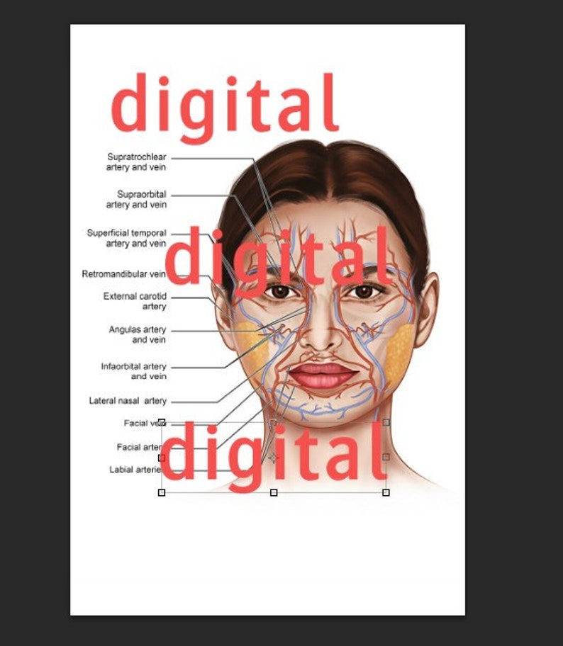 Face_anatomy_muscle_veins_detailed_1_digital - Etsy