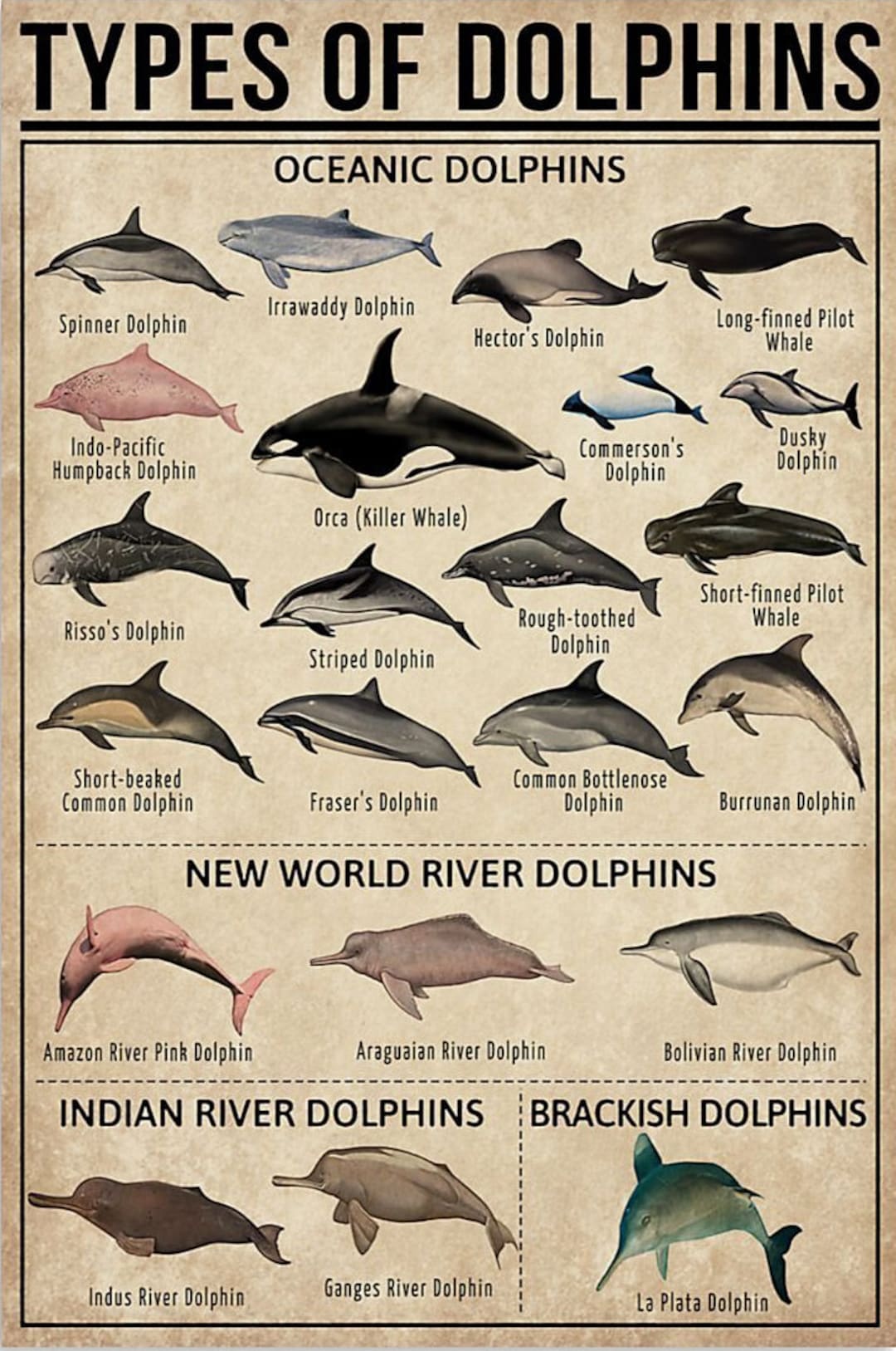 Arten von Delfinen Poster, Retro Delfine Poster, Delfin Chart Poster ...