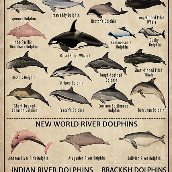 Dolphin Chart Poster - Etsy