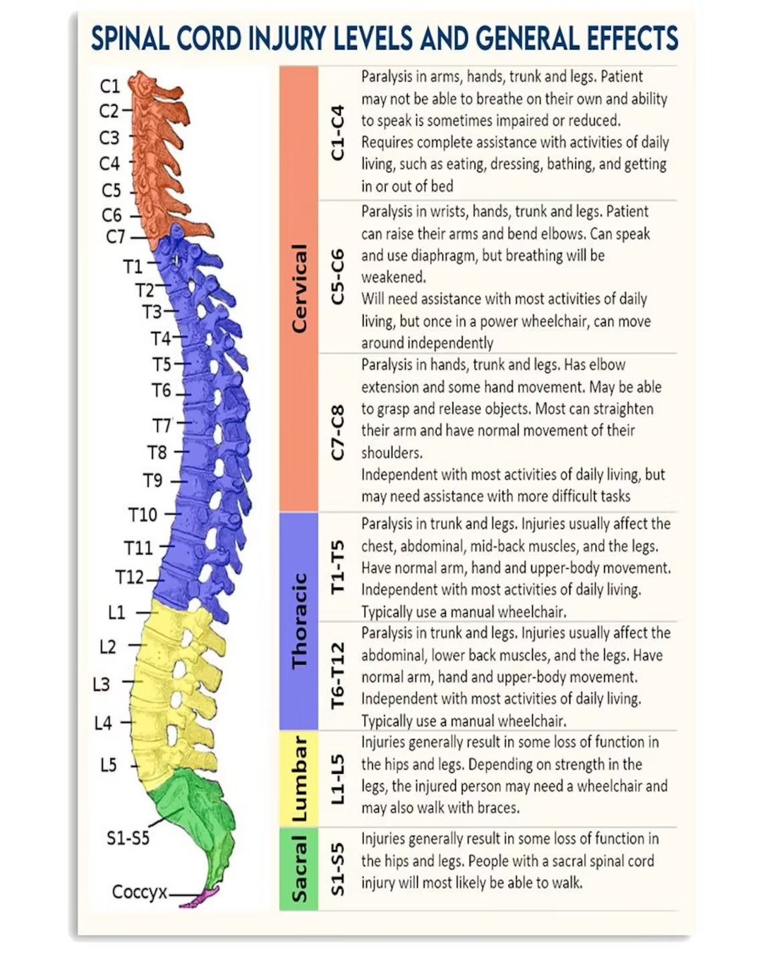 Chiropractor Spinal Cord Injury Levels Poster 12x18 Inches - Etsy New ...