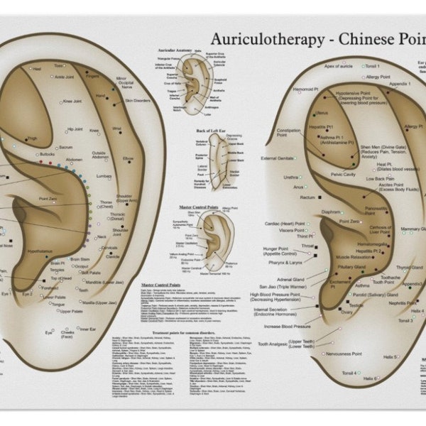 Auriculotherapy Poster - Etsy