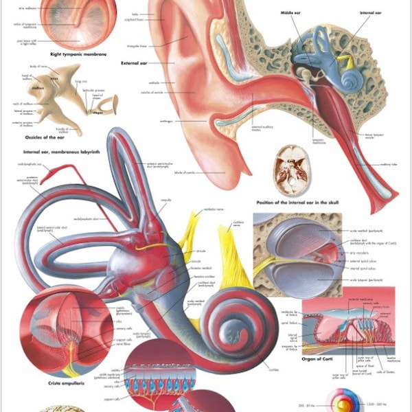 Ear Chart - Etsy Canada