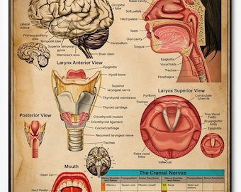 Slp Anatomy Poster - Etsy