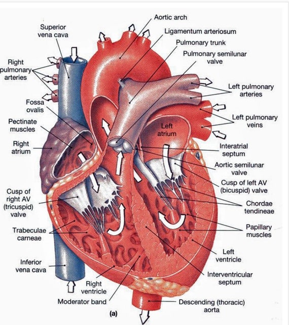 Human Heart Diagram Not Labeled