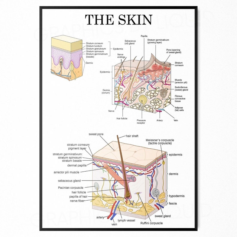 The Human Skin Anatomy Medical Poster Educational Doctor - Etsy Canada