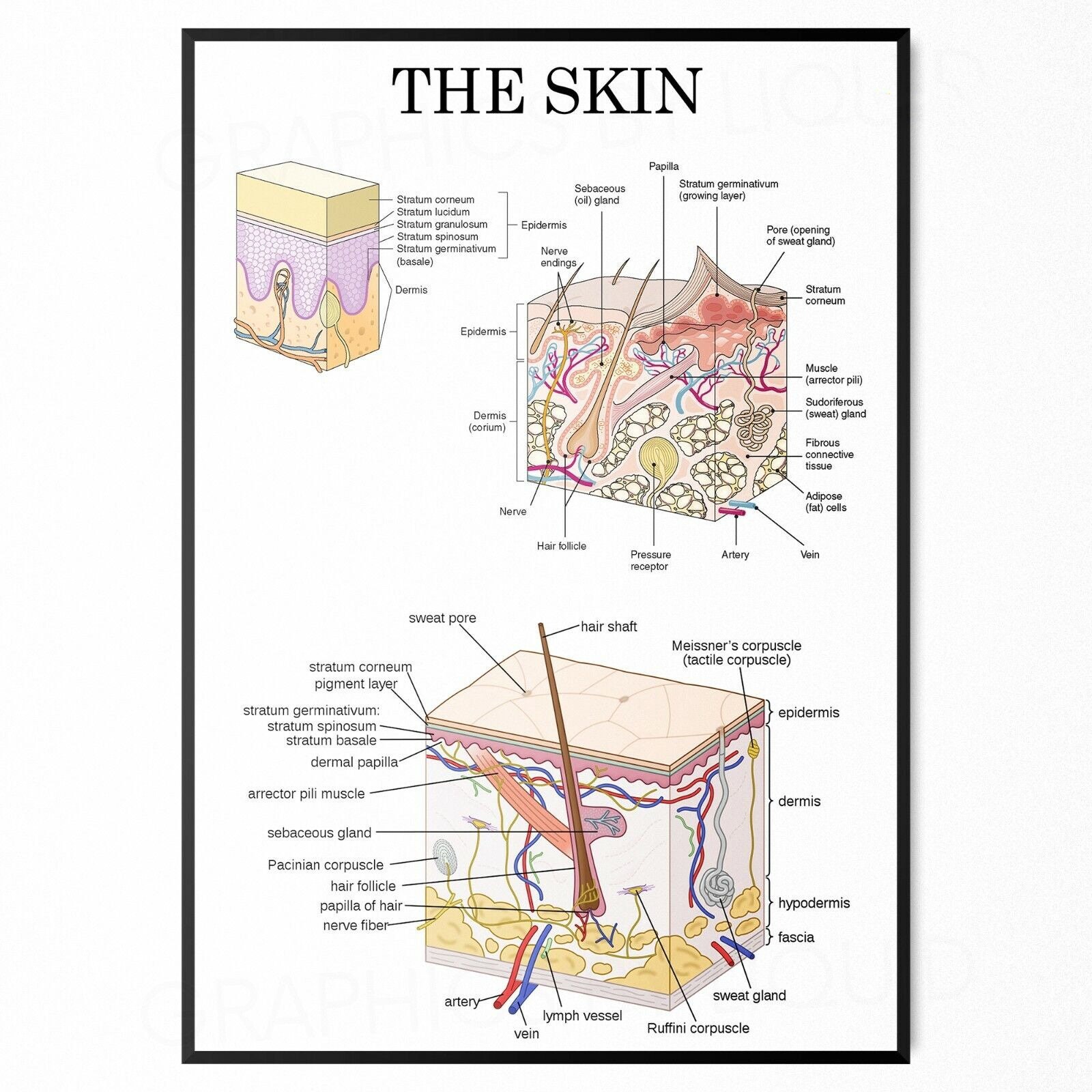 The Human Skin Anatomy Medical Poster Educational Doctor Etsy