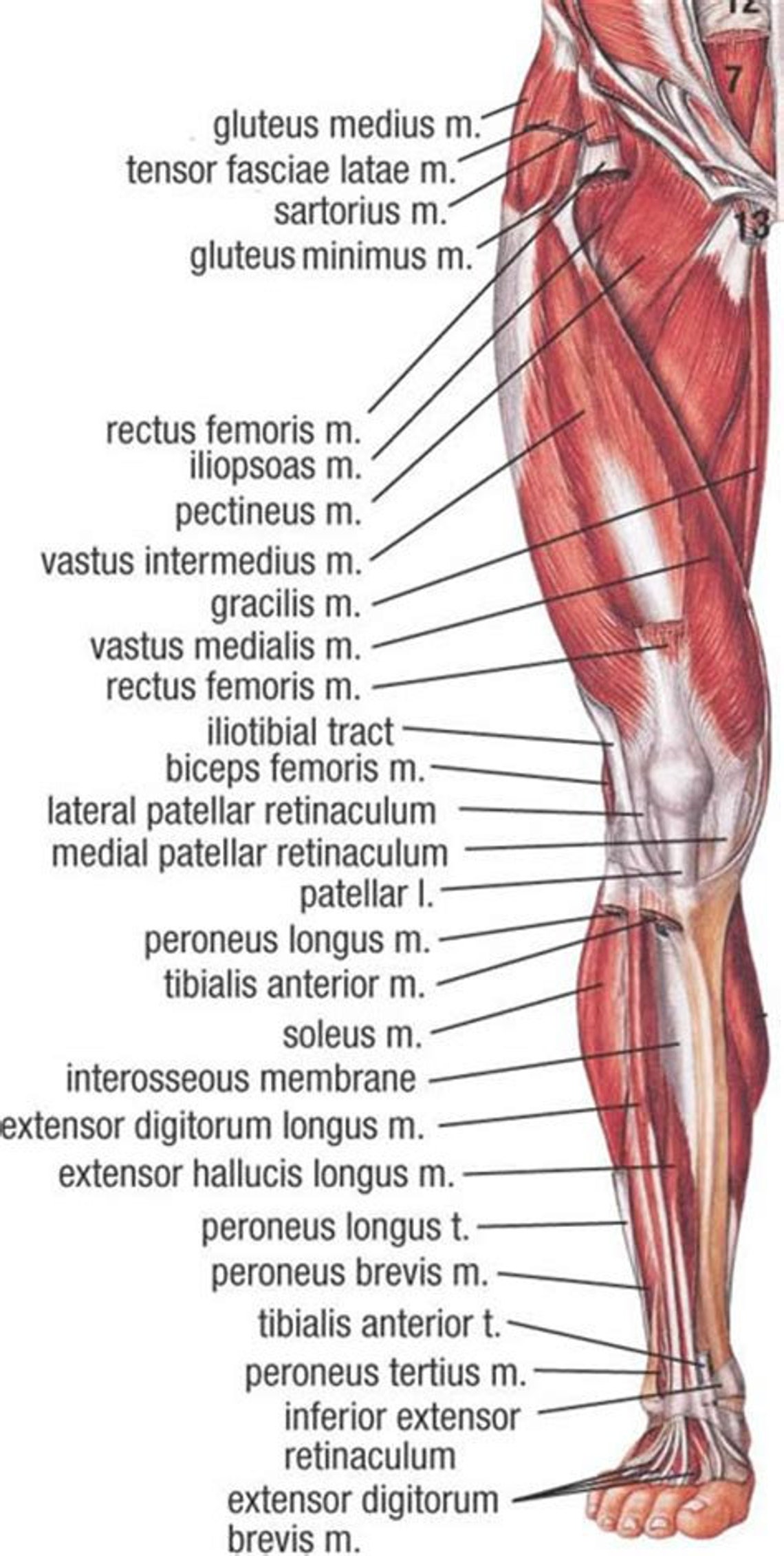 Muscular System In The Leg Anatomy Poster Etsy UK Muscular System In The Leg Anatomy Poster Etsy UK