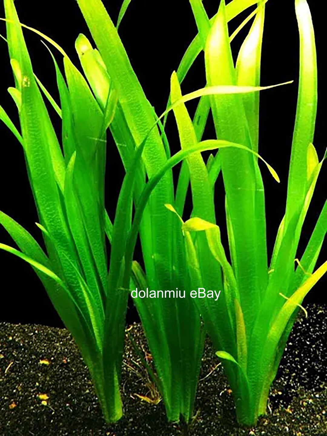 Giant Vallis Vallisneria Gigantea Jungle Val - Aquarium Fish Tank ...