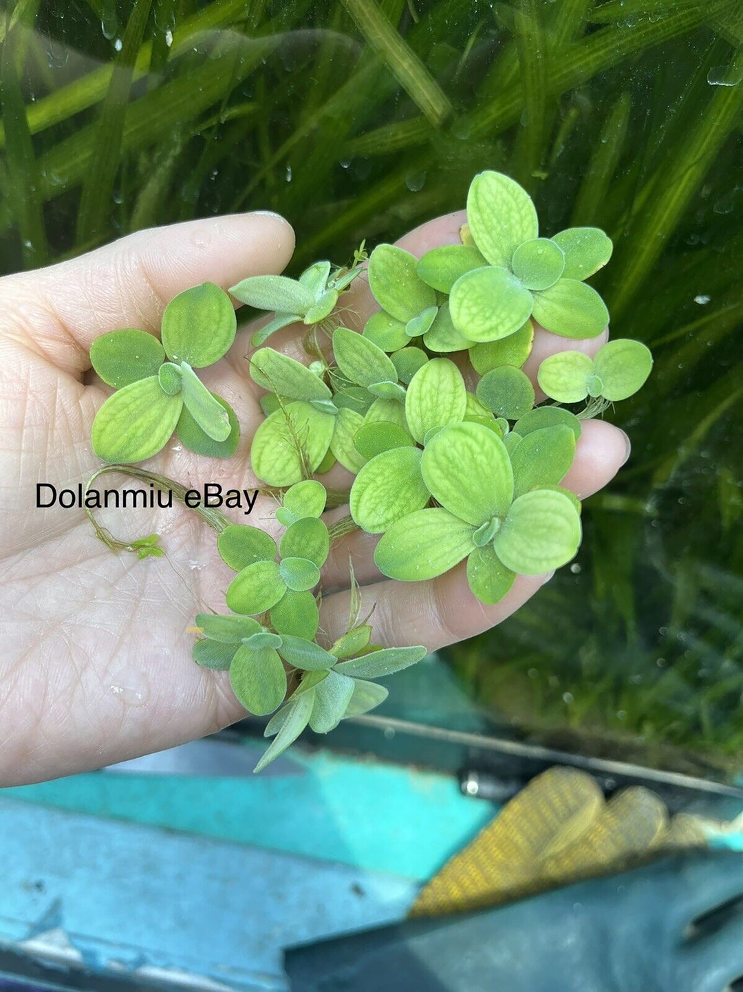 12x Baby Dwarf Water Lettuce pistia Stratiotes Live Aquarium Floating ...