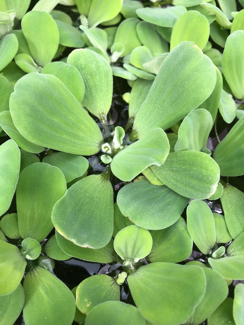 6x Dwarf Water Lettuce pistia Stratiotes Live Aquarium - Etsy