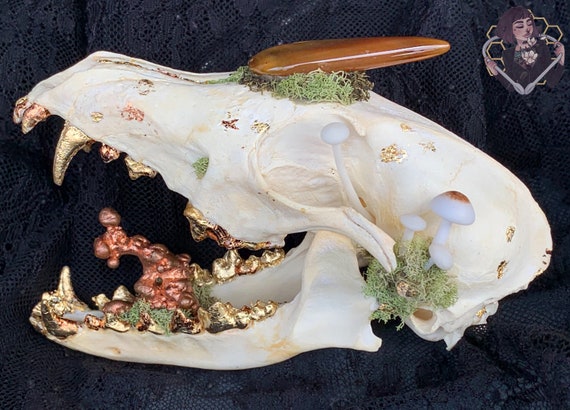 Red Fox Skull | Etsy