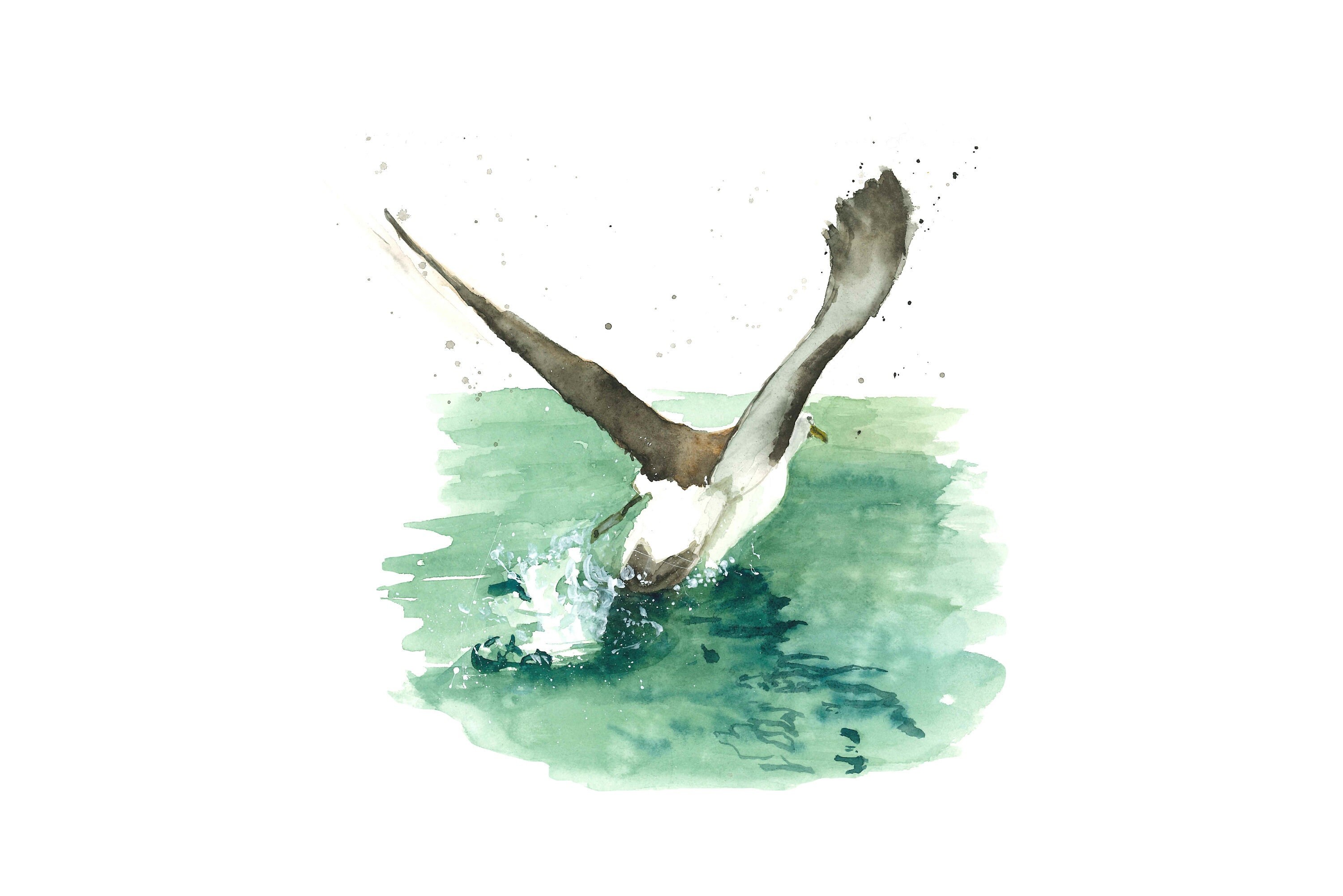 Watercolour Painting - Albatross - Poster - Wall Art Print - Etsy