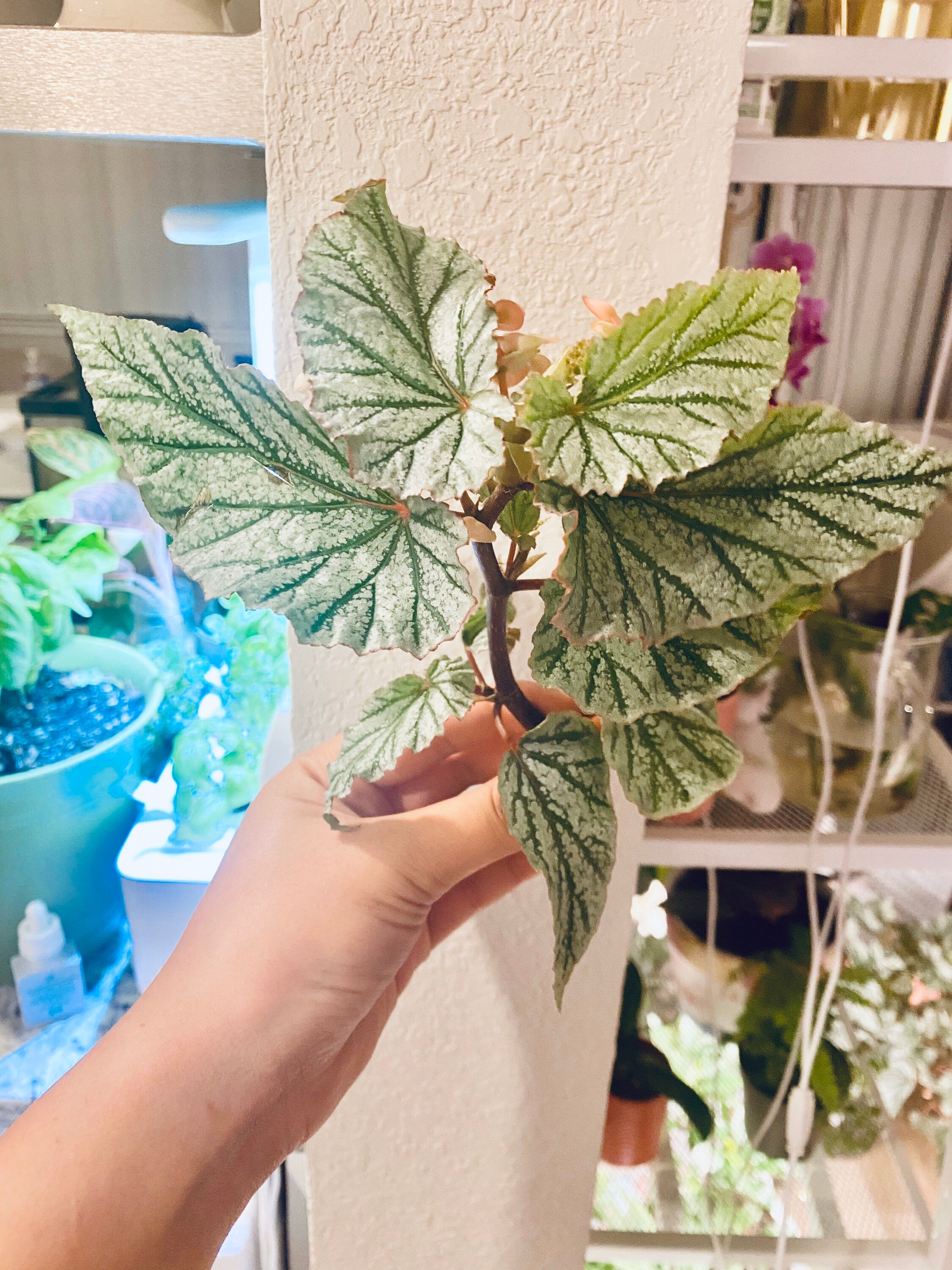 RARE Angel Wing Begonia Frosty cutting | Etsy