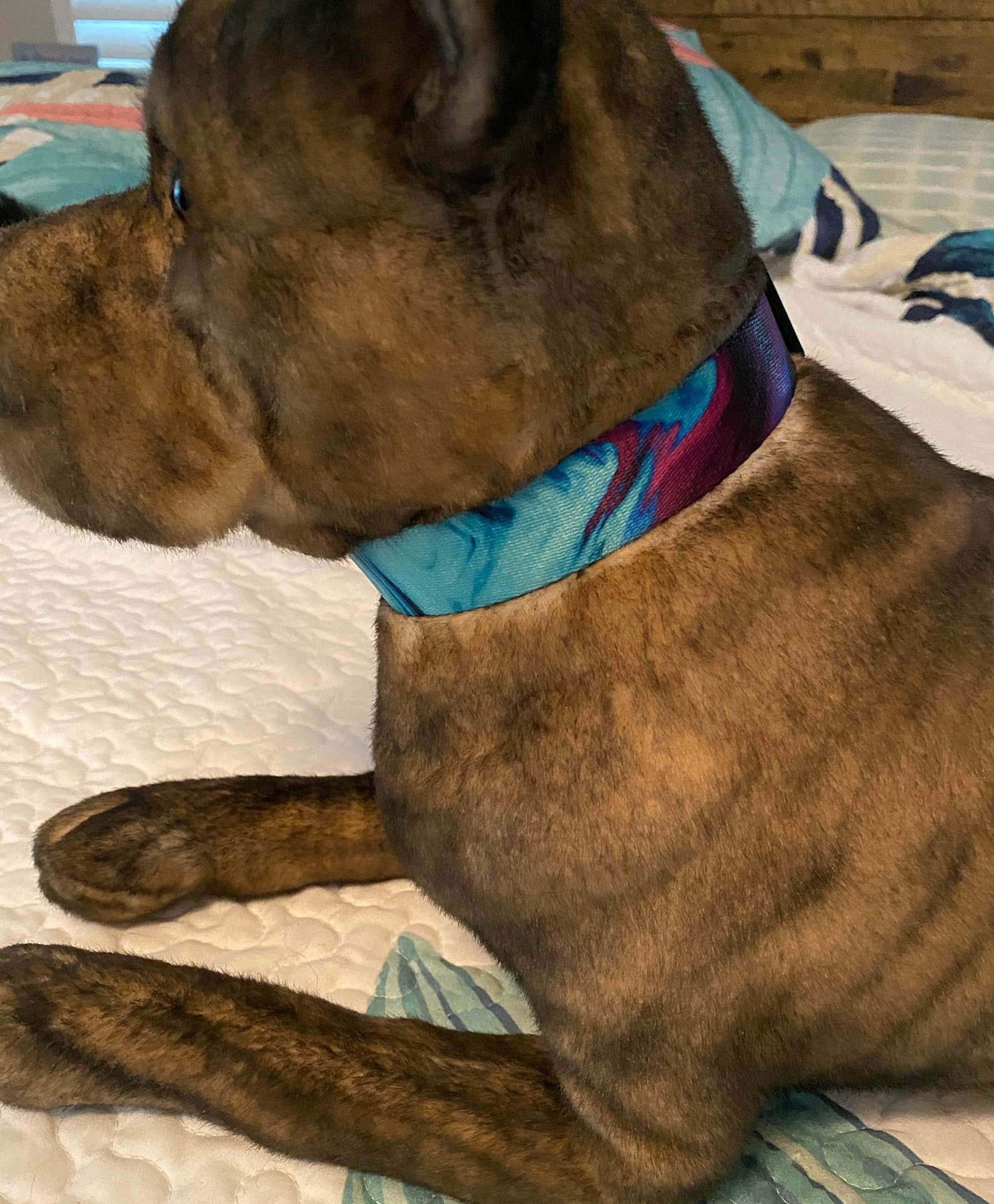 Multi Colored Dog Collar With Black Snap Buckle Hardware, Well Made, 1 ...