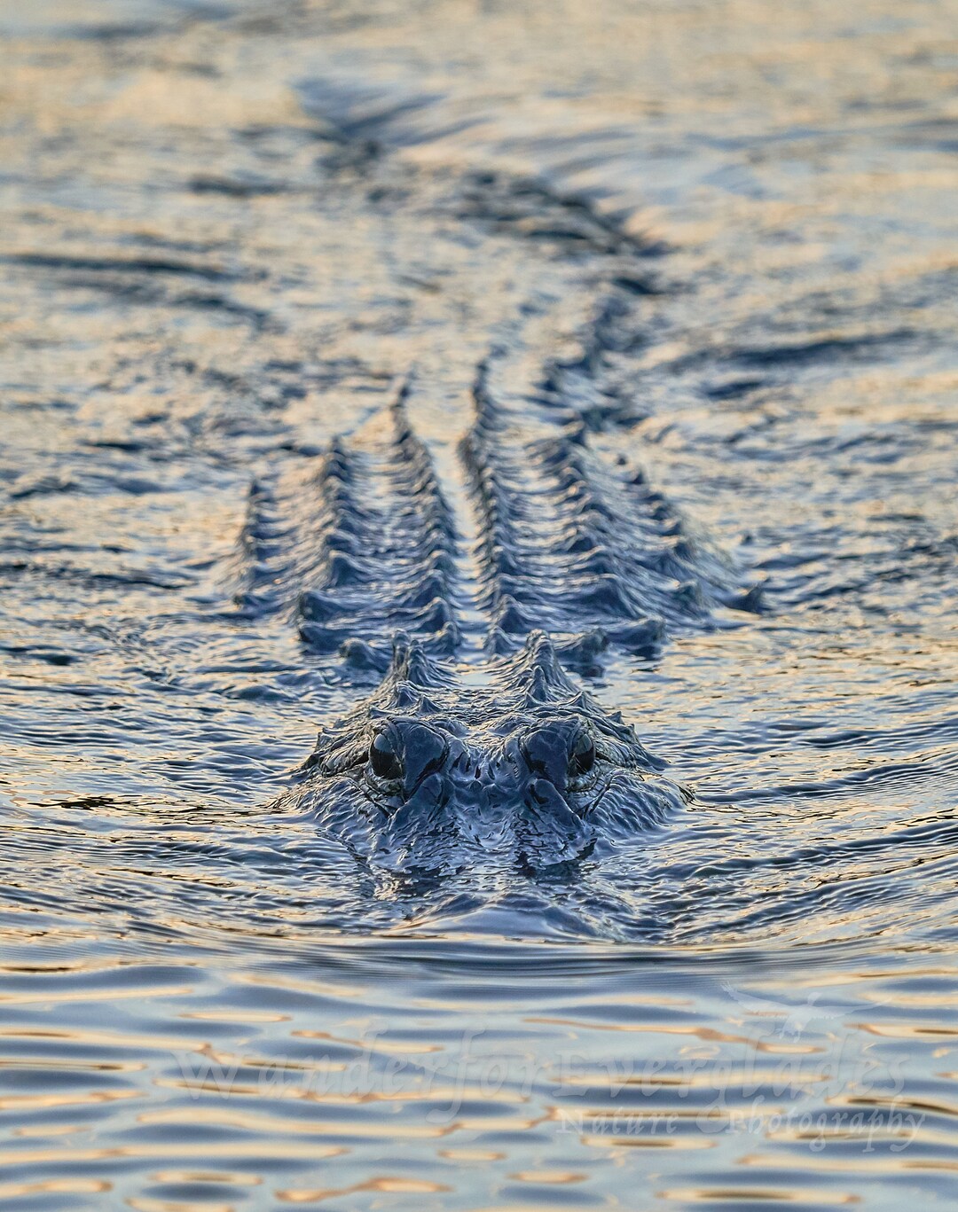 Alligator on the Move Everglades Gatorprint, Wildlife Photography, Fine ...