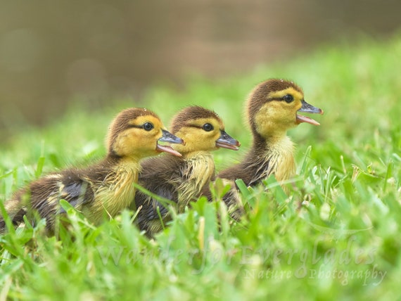 Three Happy Ducklings Baby Duck Picture Florida Wildlife | Etsy