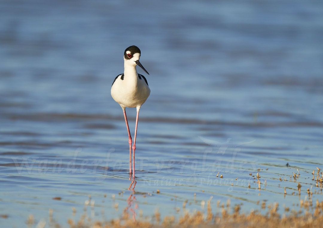Black-necked Stilt Strut Bird Photo Print, Fine Wall Art, Everglades ...