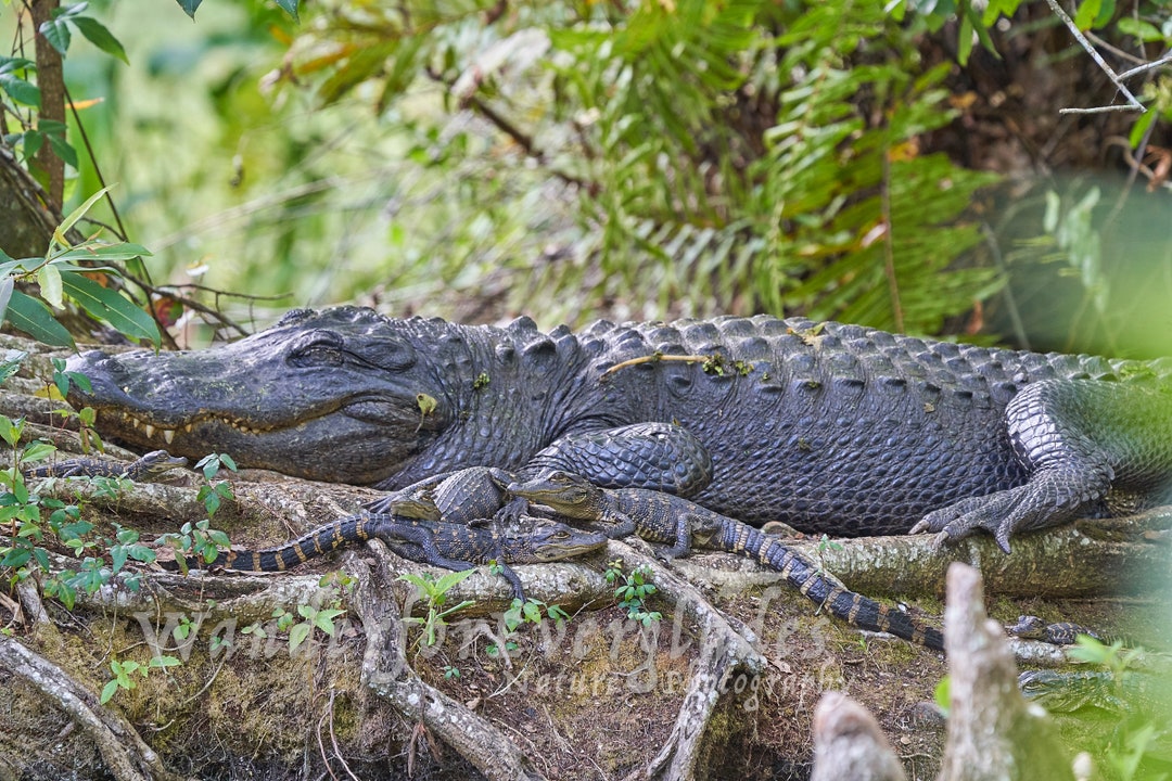Alligator Family Photo, Florida Gator Baby Photography, Fine Art ...