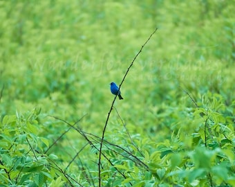 Indigo Blue Bunting Bird Photograph, Bird Photography, Blue Bird in the ...