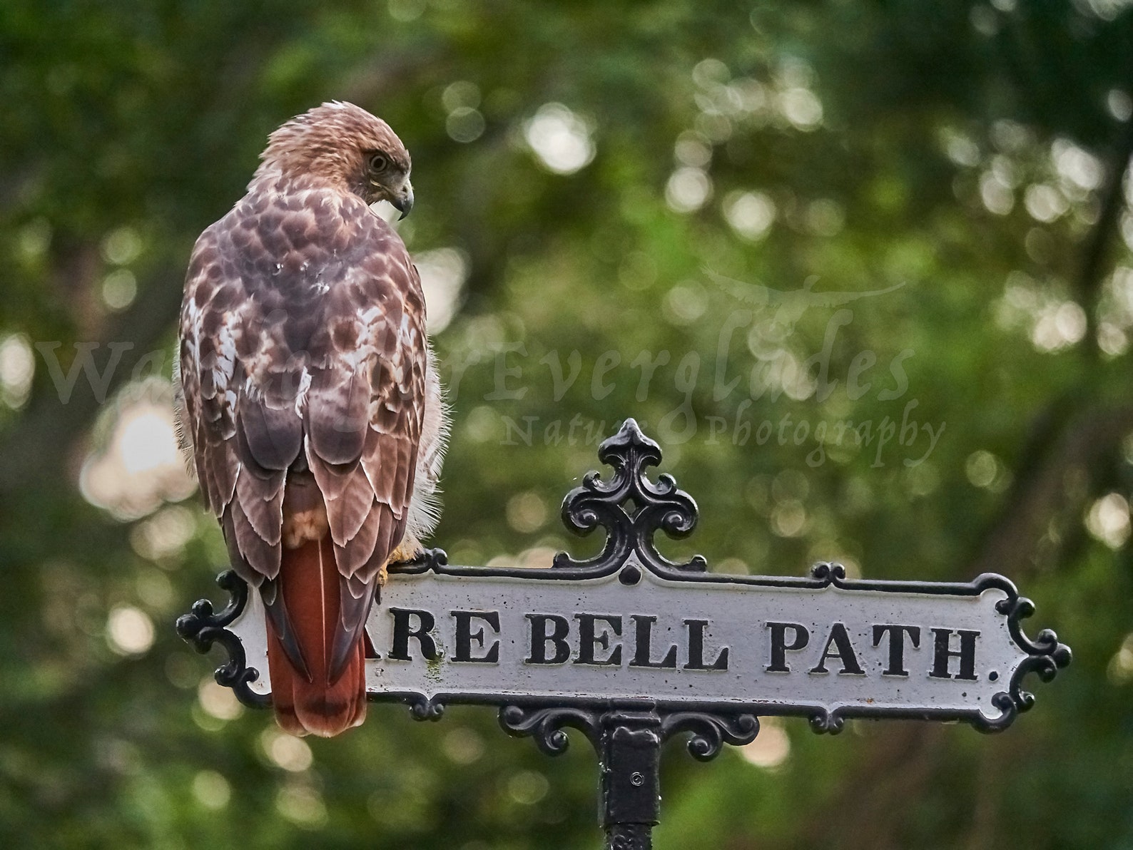 Red-tailed Hawk on Street Sign, Bird of Prey Perched Photo Print ...