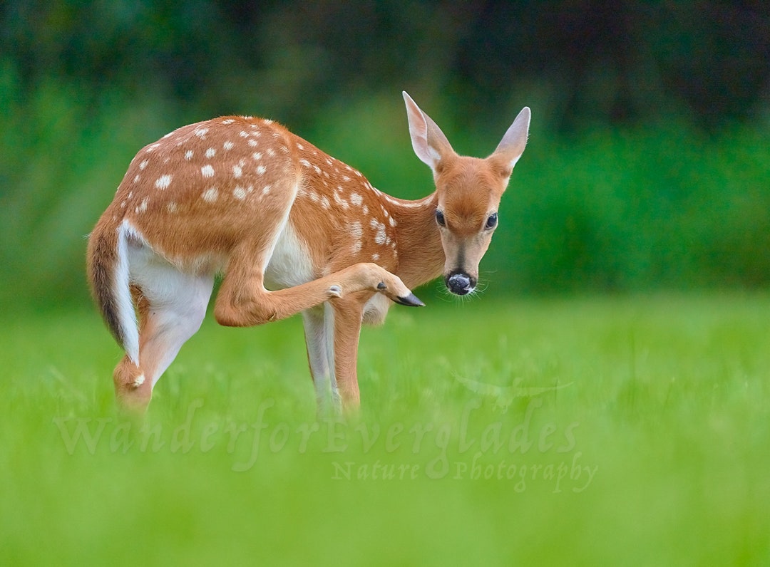 Fawn in the Grass - White-tailed Deer Fawn, Deer Photo, Wildlife ...