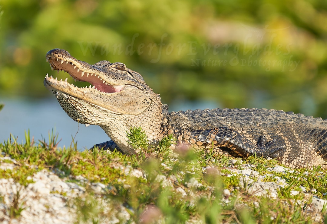 Alligator Smiling in the Sun, Wildlife Photography, Gator Picture Print ...