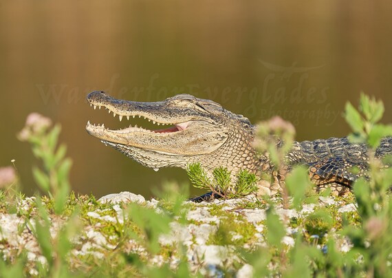 Smiling Alligator Wildlife Photography Gator Picture Print | Etsy