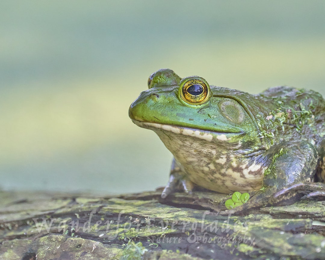 Green Frog on a Log Frog Photograph, Nature Photography, Frog Print ...