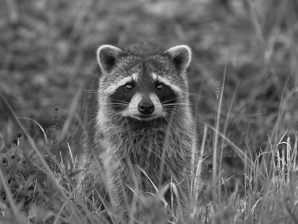 Encuentro cercano Impresión de mapache en blanco y negro, Foto de vida ...