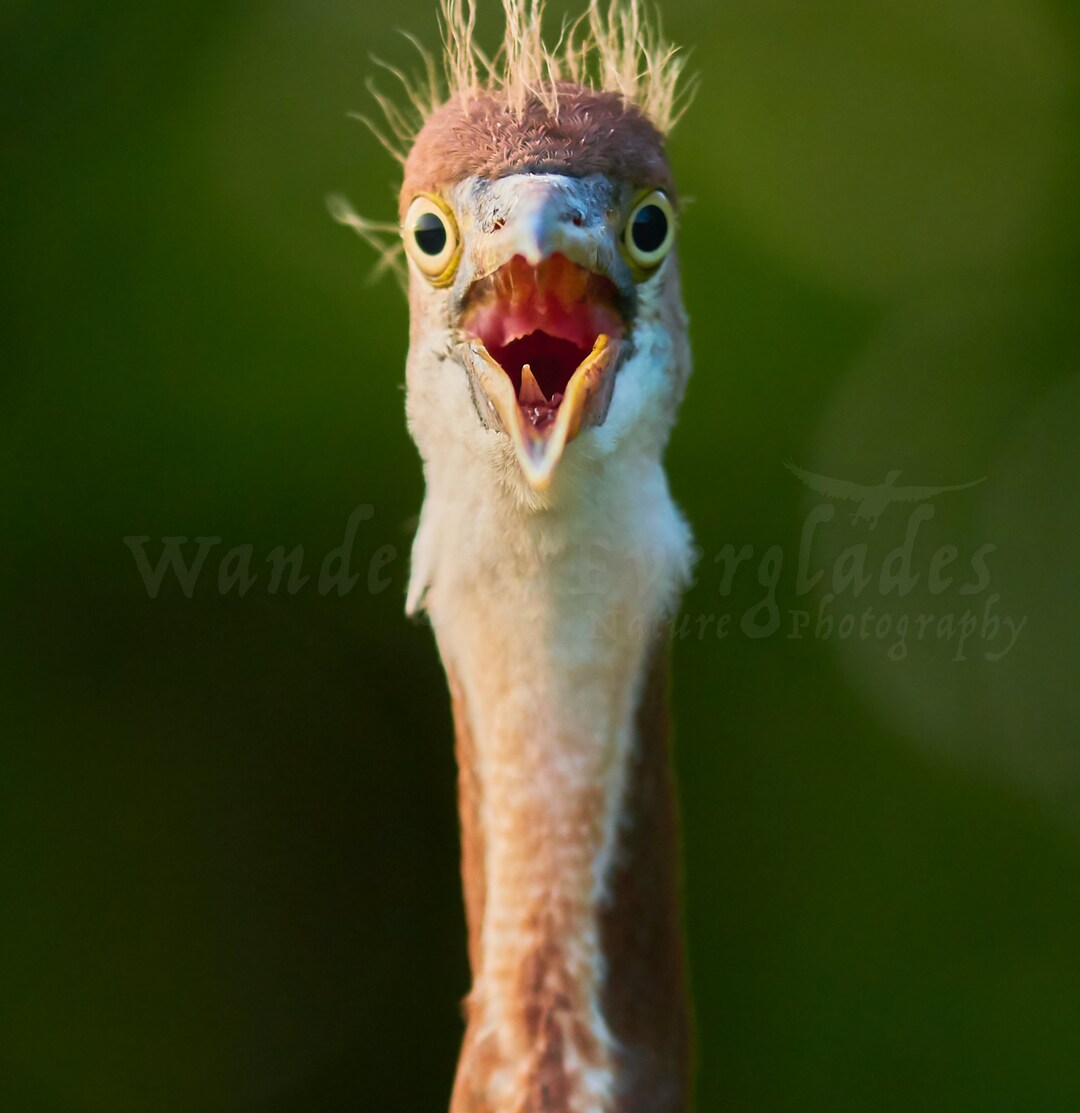 Crazy, Young Yelling Tricolored Heron, Funny Wildlife Photography ...