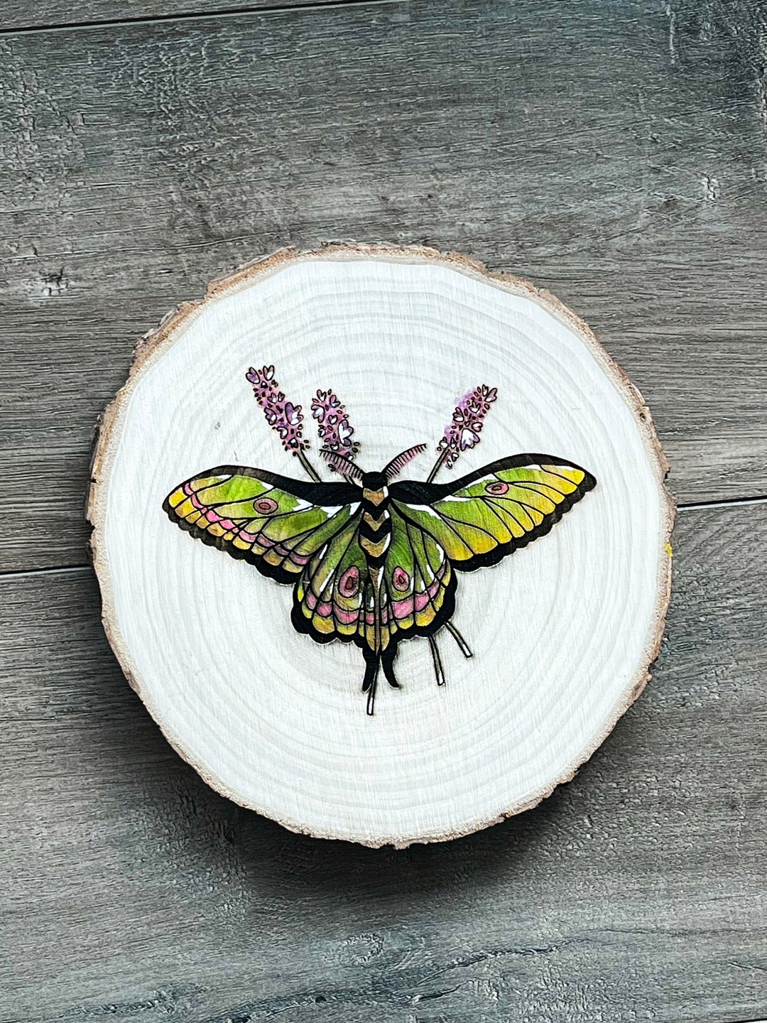 Moth Wall Hanger Decor - Etsy