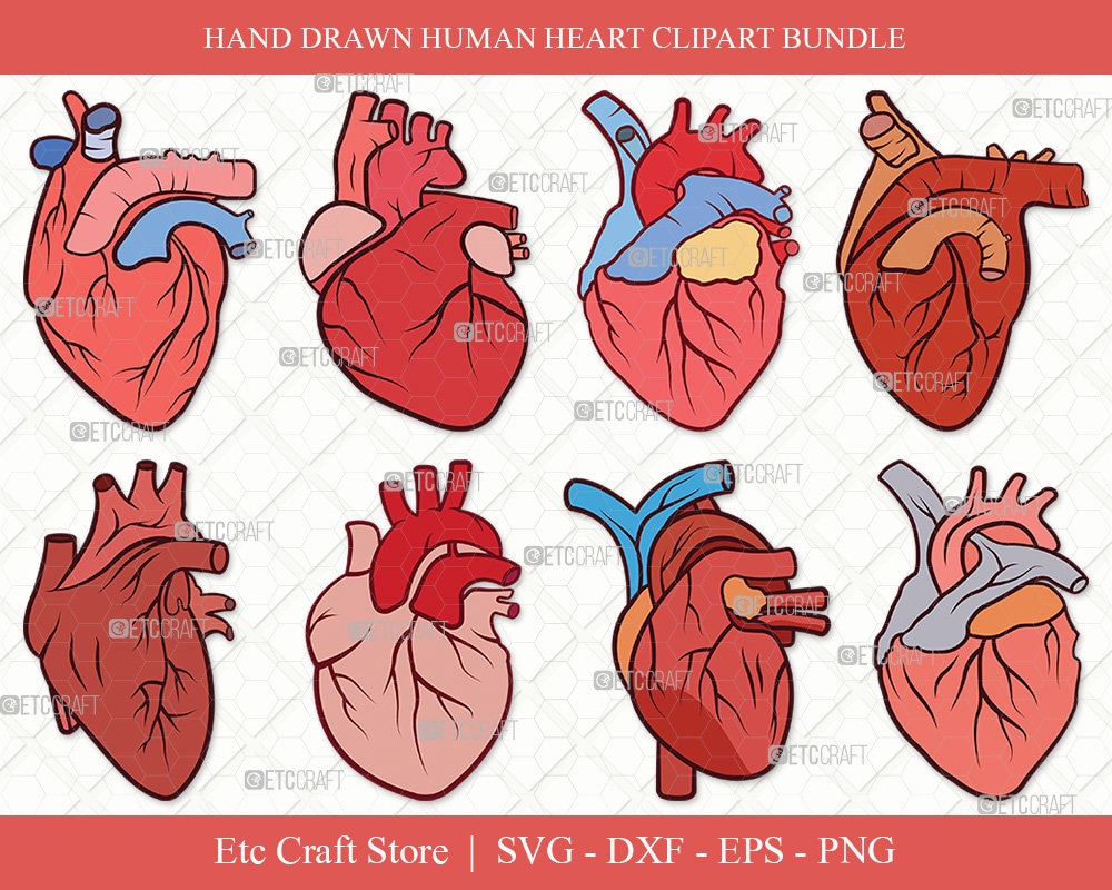 Clipart Heart Medical Diagram Human