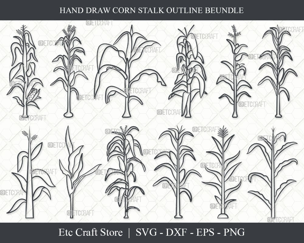 Corn Stalk Drawing