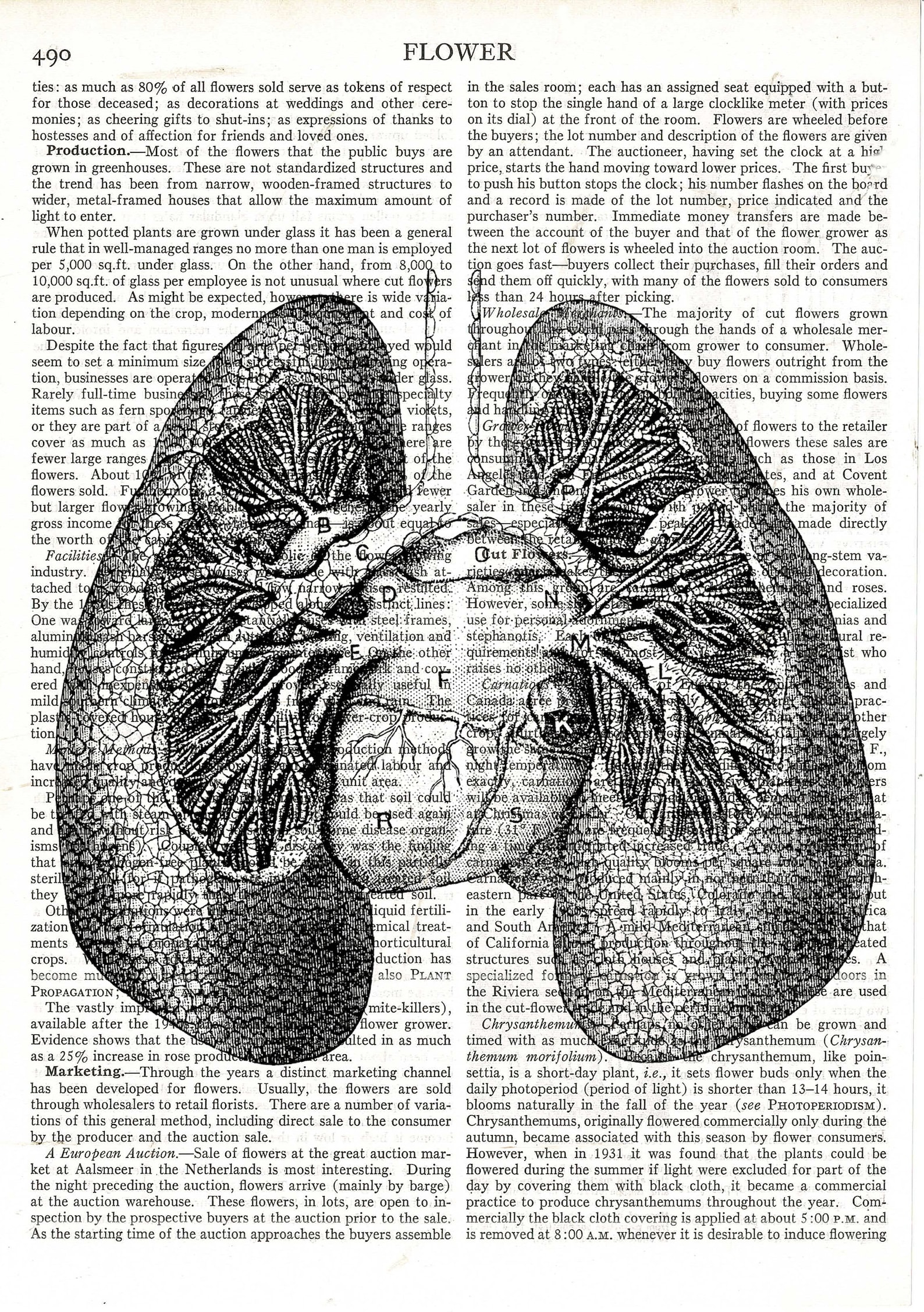 Vintage Lung Medical Drawing Vintage Anatomical Drawing Etsy