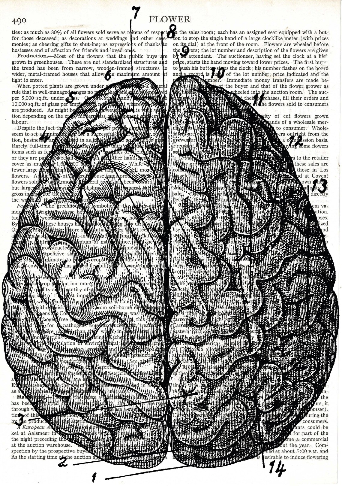 Vintage Brain Drawing Vintage Anatomical Drawing Hand - Etsy