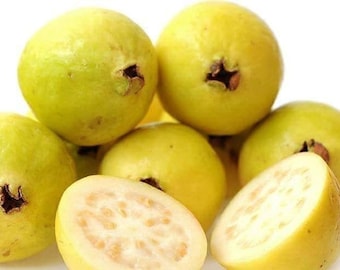 Mexican Creme Guava Tree - Etsy