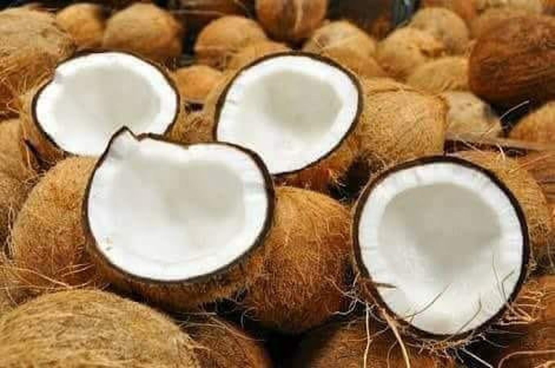 Brown Coconut Fresh Coconuts the Actual Fruit 4 Pieces - Etsy