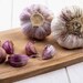 Garlic Purple Skin Fresh Garlic - Etsy