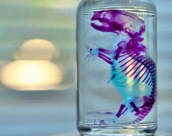 Rainbow Diaphonized Young MOUSE, Wet Specimen, Diaphonisation. - Etsy